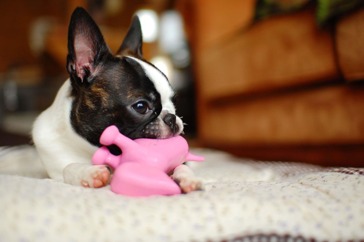 PetSmart Delivery Menu Locations Near You Favor Delivery PetSmart Delivery Menu Locations Near You Favor Delivery
